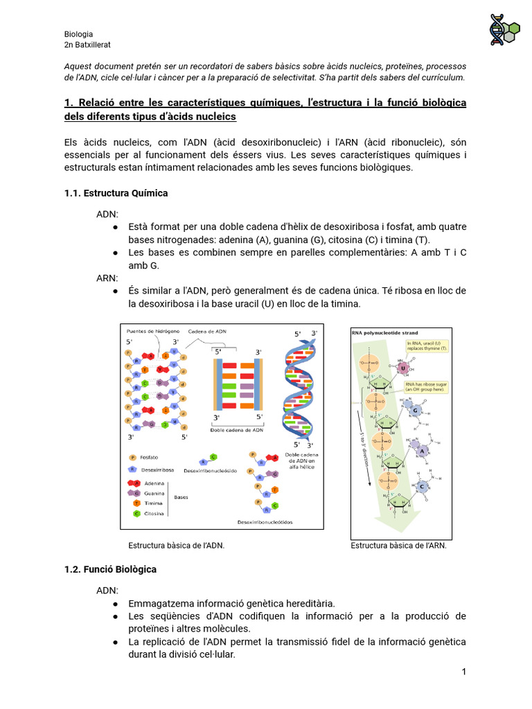 UD5. (TEORIA I) Àcids Nucleics, Proteïnes, Processos de L'adn, Cicle Cel Lular I Càncer 24-25 | PDF