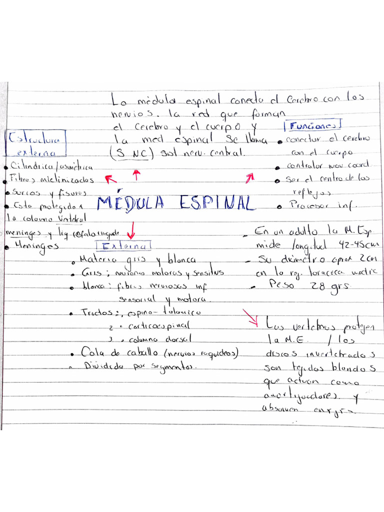 Médula espinal. mapa | PDF
