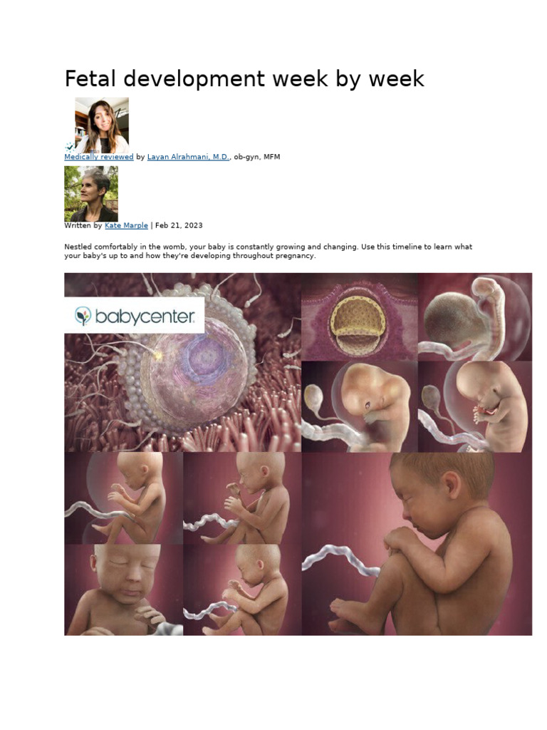 Week-by-Week Fetal Development Guide | PDF