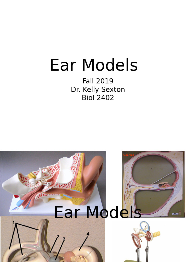 Ear | PDF | Ear | Hearing