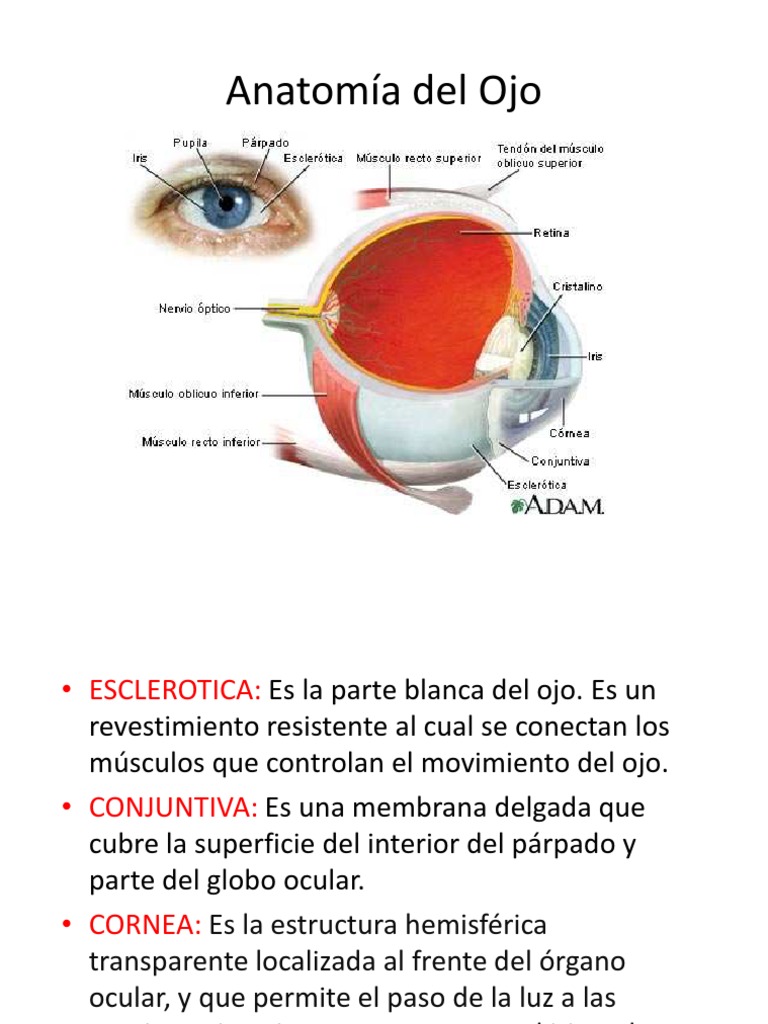Anatomía Del Ojo | PDF