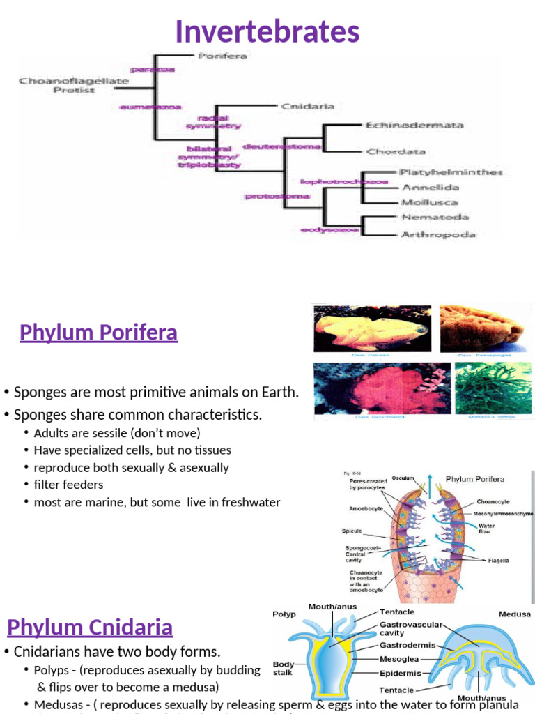 Simplified Invertebrates | PDF | Mollusca | Bivalvia