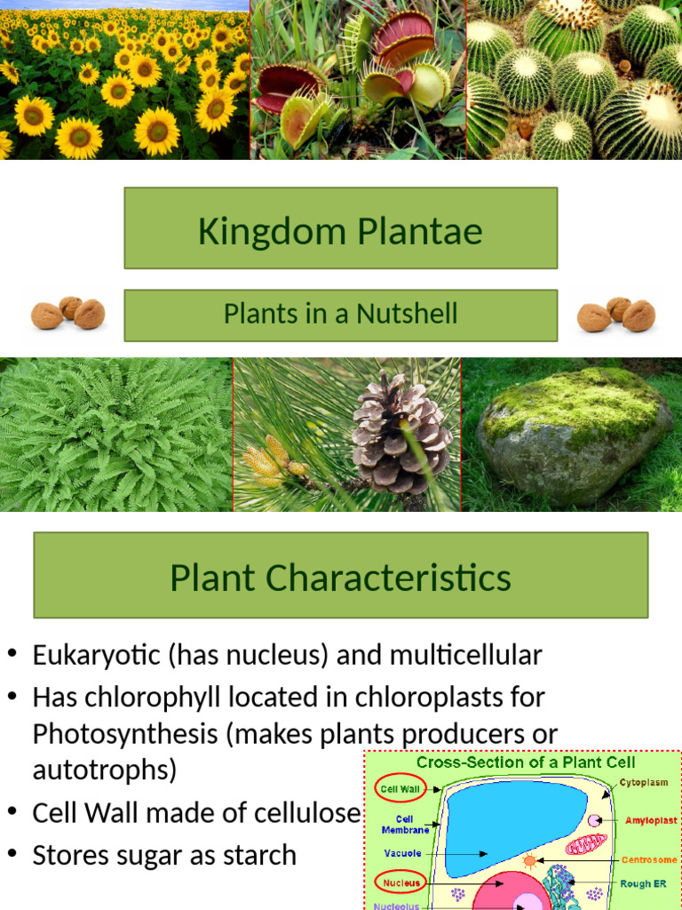 Kingdom Plantae 2 | PDF | Plants | Leaf