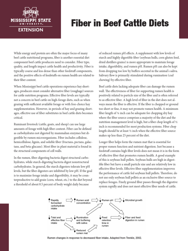 Fiber in Beef Cattle Diets | PDF | Dietary Fiber | Diet & Nutrition