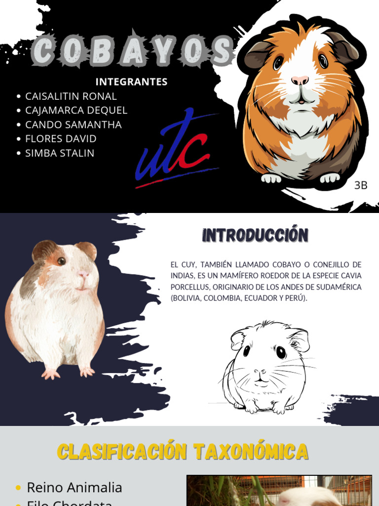 Características Cobayos | PDF