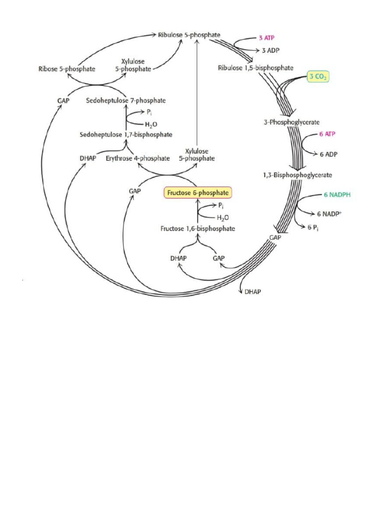 Rutas metabolicas unidad 2 | PDF