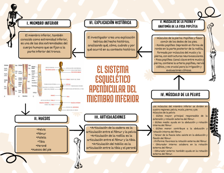 Sistema Esqueletico | PDF | Pierna humana | Anatomía humana