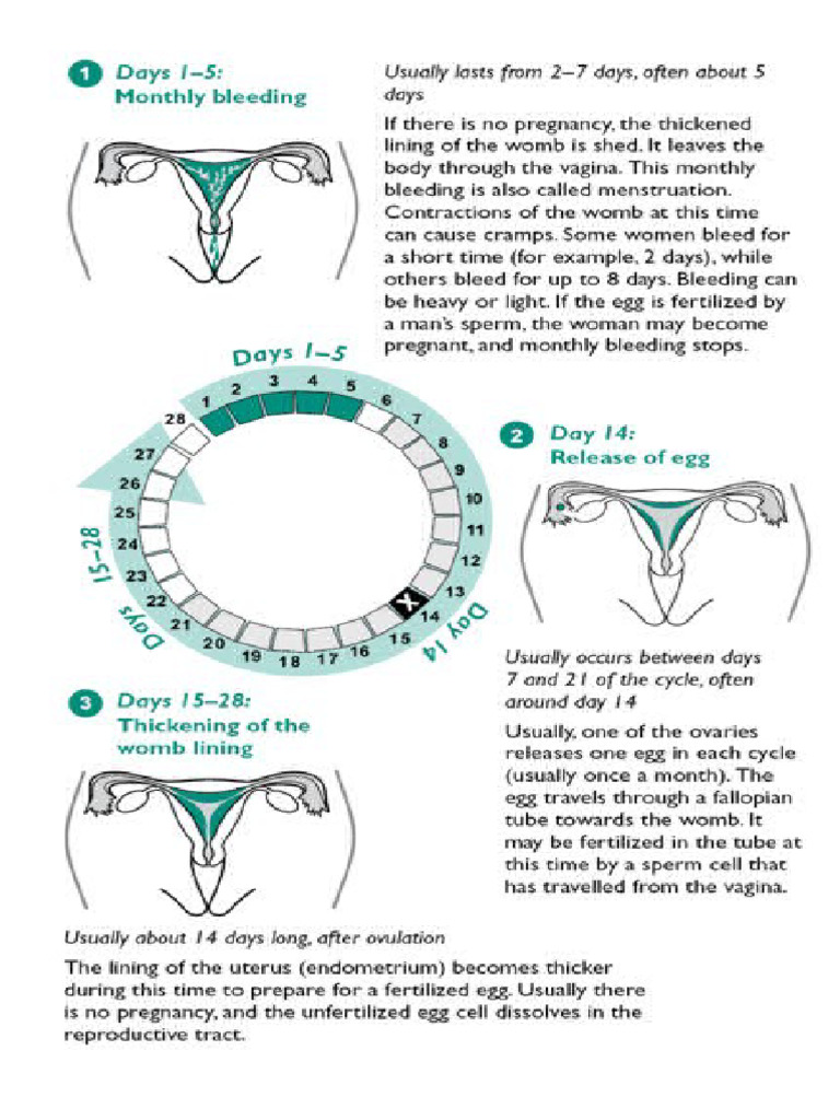 Notes on Menstrual cycle | PDF