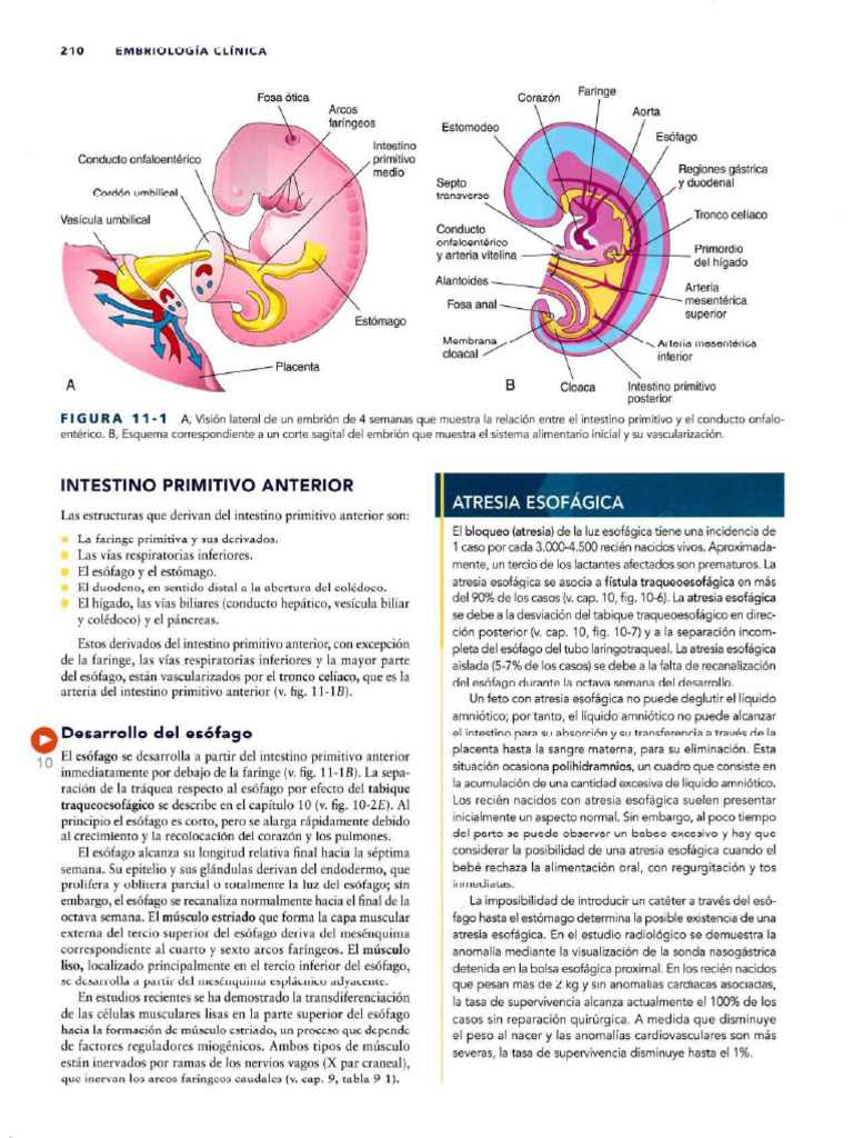 INTESTINO PRIMITIVO Y MEDIO | PDF