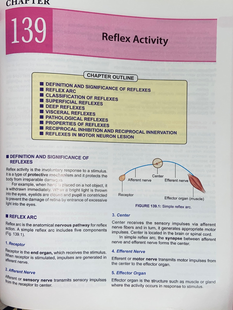 Physiology of Reflexes | PDF