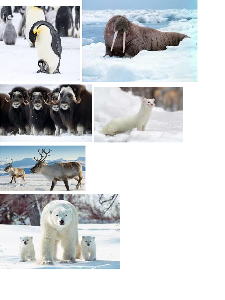 Frigid Animals | PDF