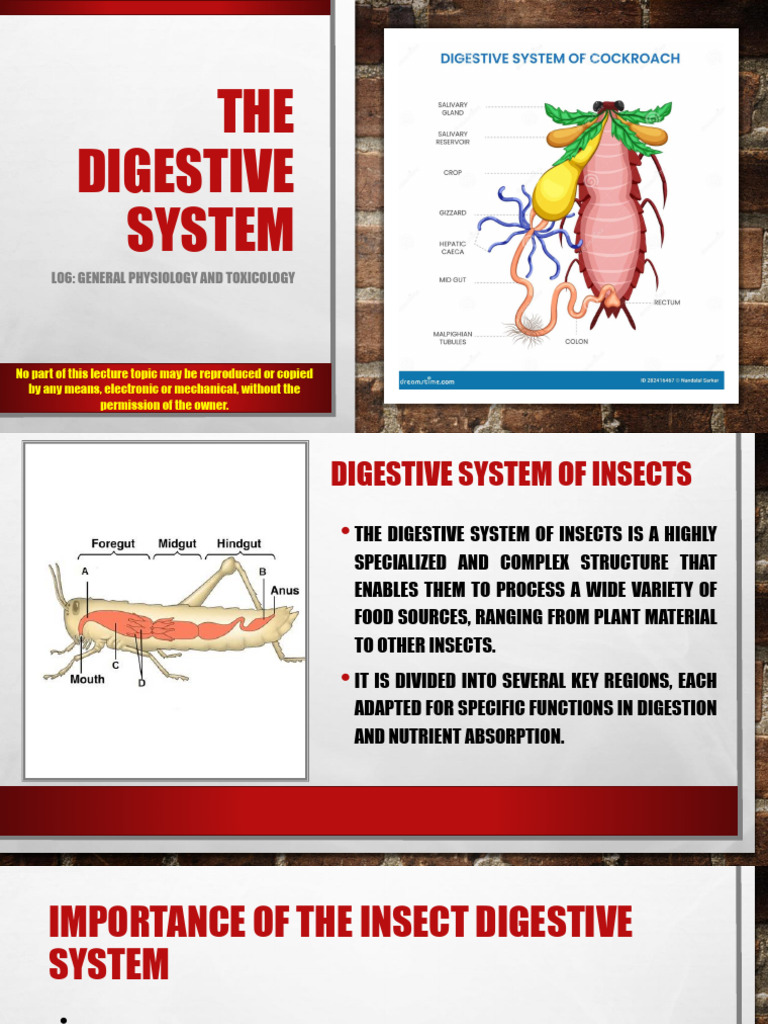 l6 Gpt Digestive System of Insect | PDF | Digestion | Cell Membrane