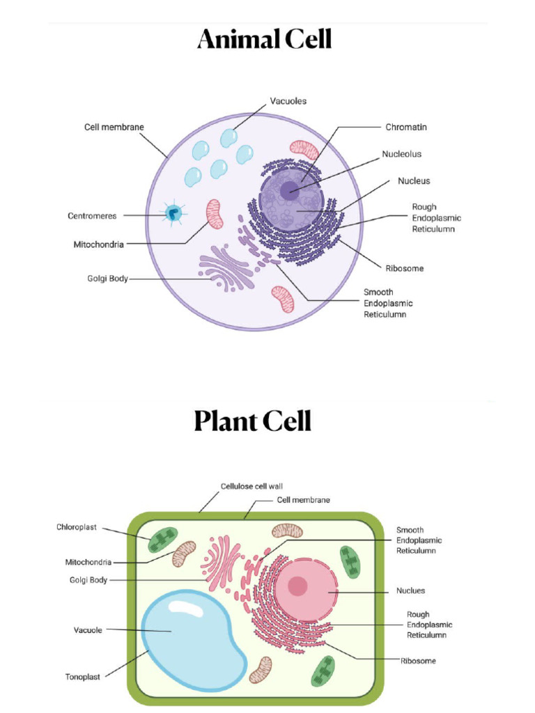 Bio- Cells | PDF