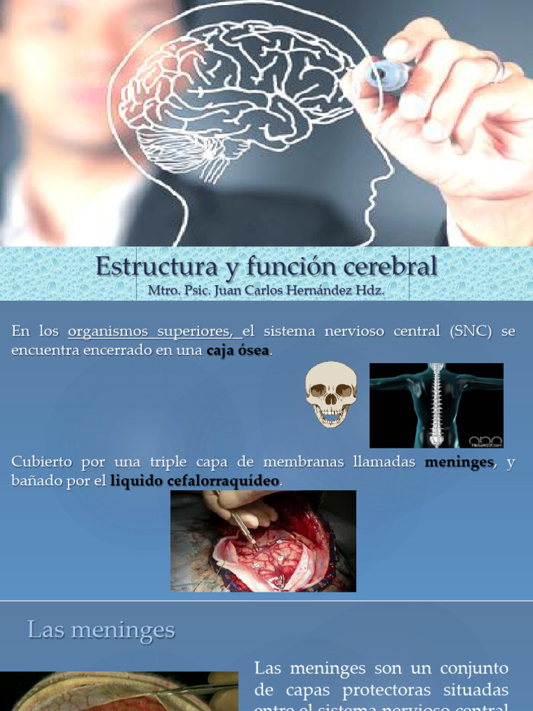 Semana 3 SNC, Cerebro Triurno y Hemisferios Cerebrales | PDF | Cerebro ...