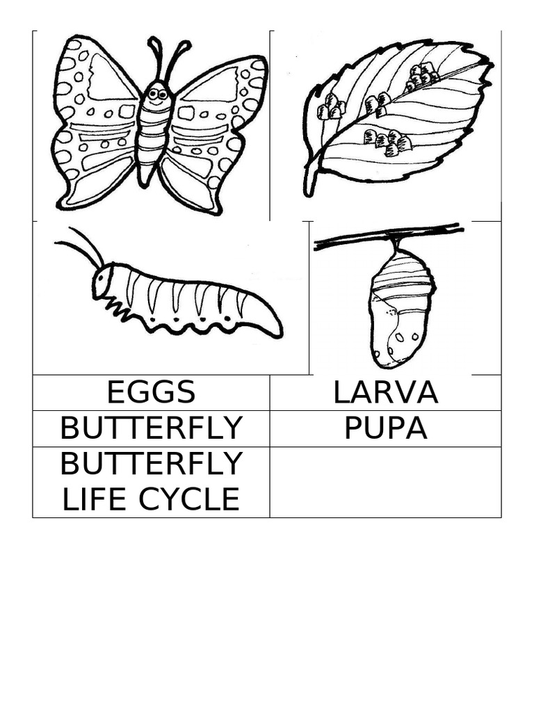 Butterfly Life Cycle Template | PDF