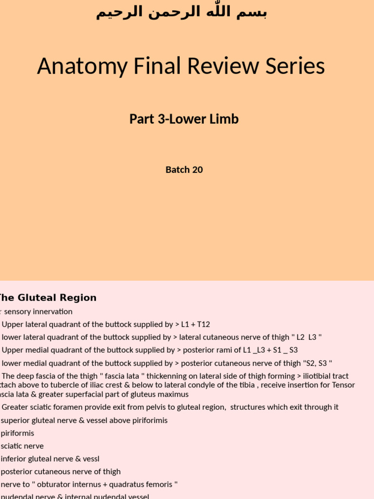 Anatomy Final Review-LOWER | PDF | Human Leg | Foot
