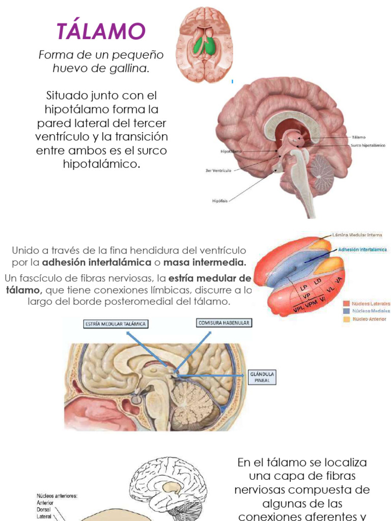 TÁLAMO presen | PDF | Hipotálamo | Glándula pituitaria