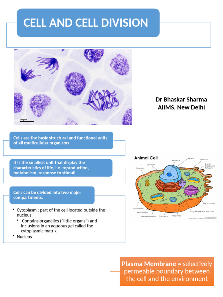 Understanding Cell Structure and Division | PDF | Meiosis | Mitosis