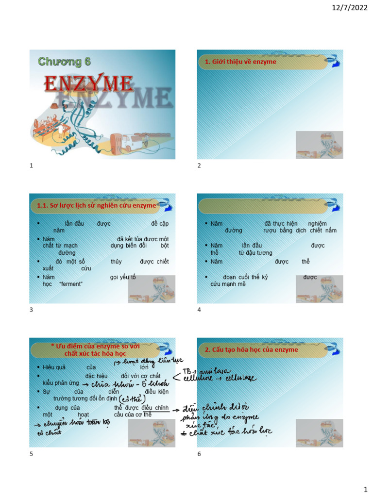 6 Enzyme | PDF