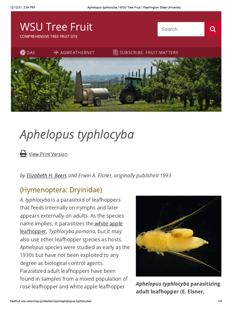 Aphelopus Typhlocyba - WSU Tree Fruit - Washington State University ...