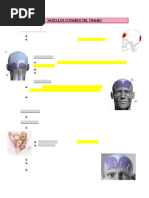 Anatomía de la región superciliar | PDF | Anatomía humana | Cabeza y ...