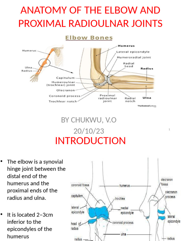 Elbow and Proximal Radioulnar Anatomy | PDF | Elbow | Anatomical Terms ...