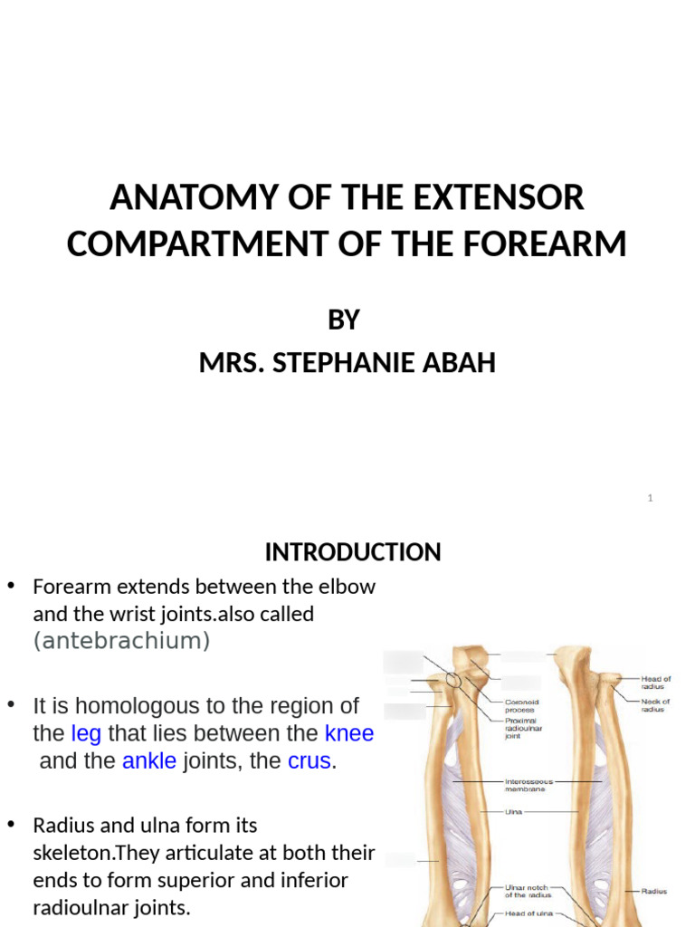 Anatomy of The Extensor Compartment of The Forearm | PDF | Thumb | Elbow
