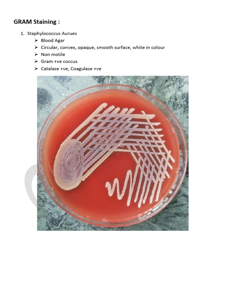 Micro Practicals Pdf Microbiology