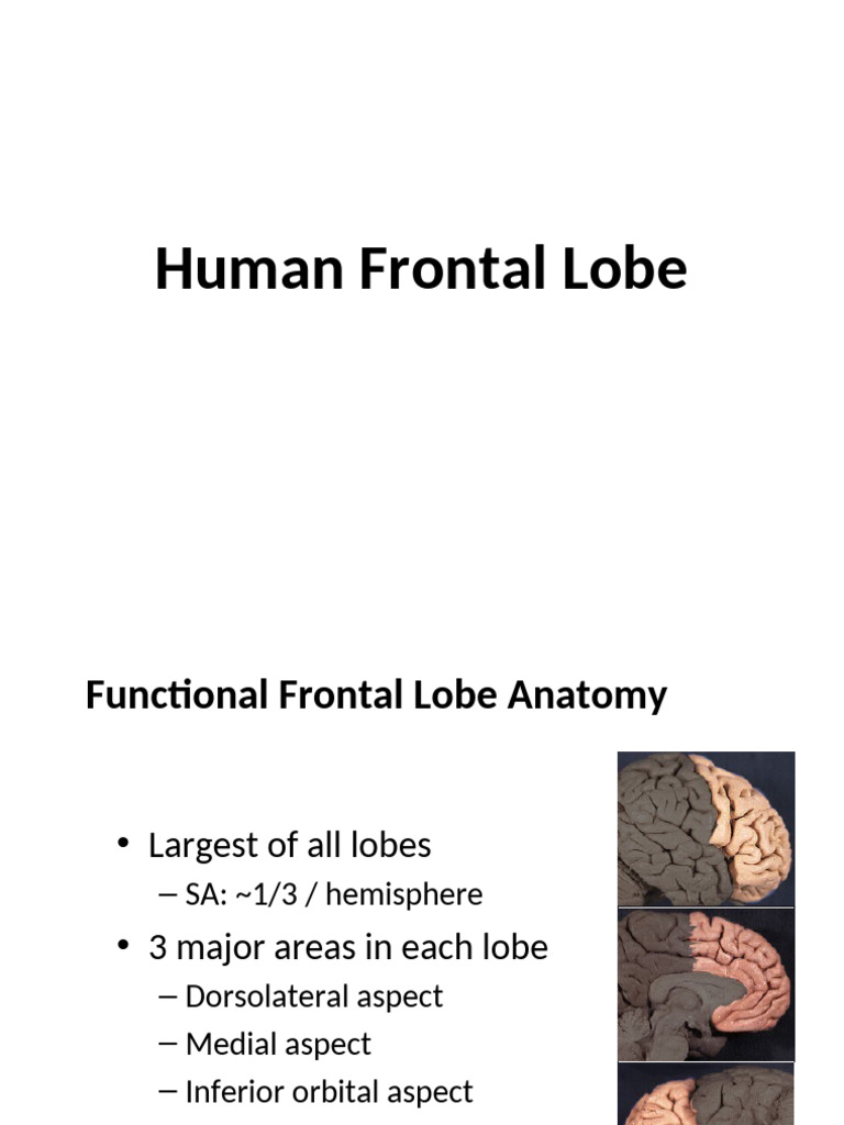 Exam Human Frontal Lobe | PDF | Frontal Lobe | Cingulate Cortex
