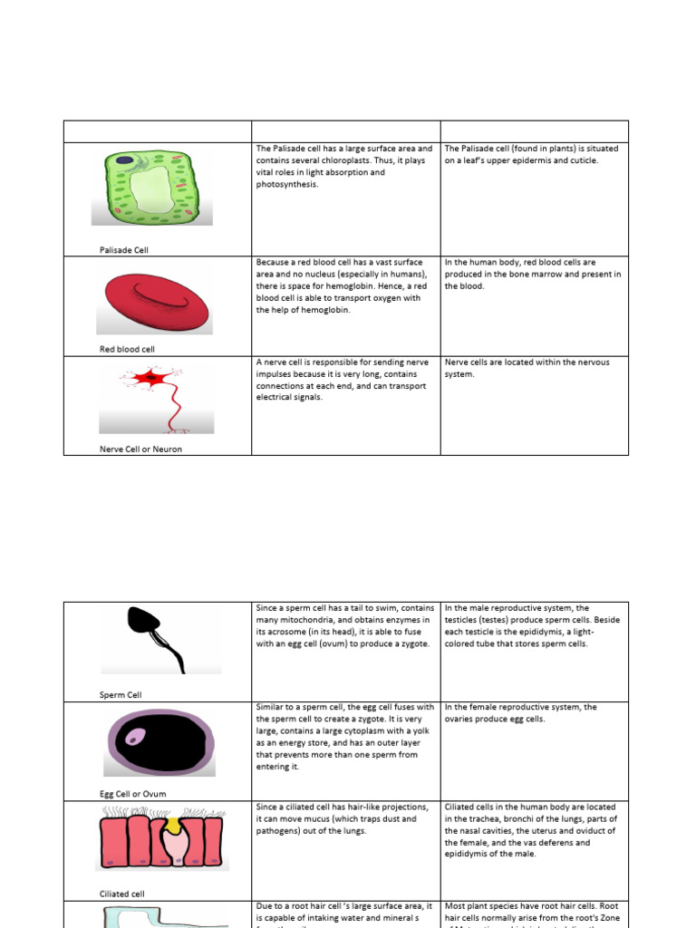 Specialized_Cells_and_its_Functions (3) | PDF | Cell (Biology) | Human Body