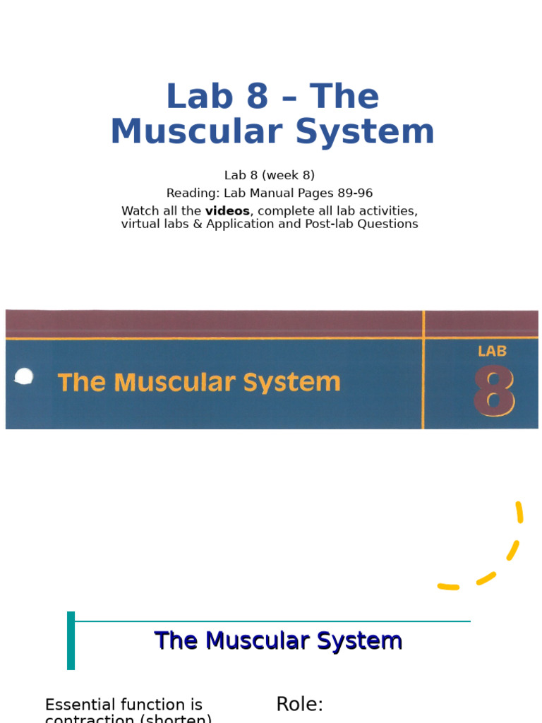 Slides - Lab8 Muscular - System Bio425B (ANE) | PDF | Muscle Contraction | Muscle