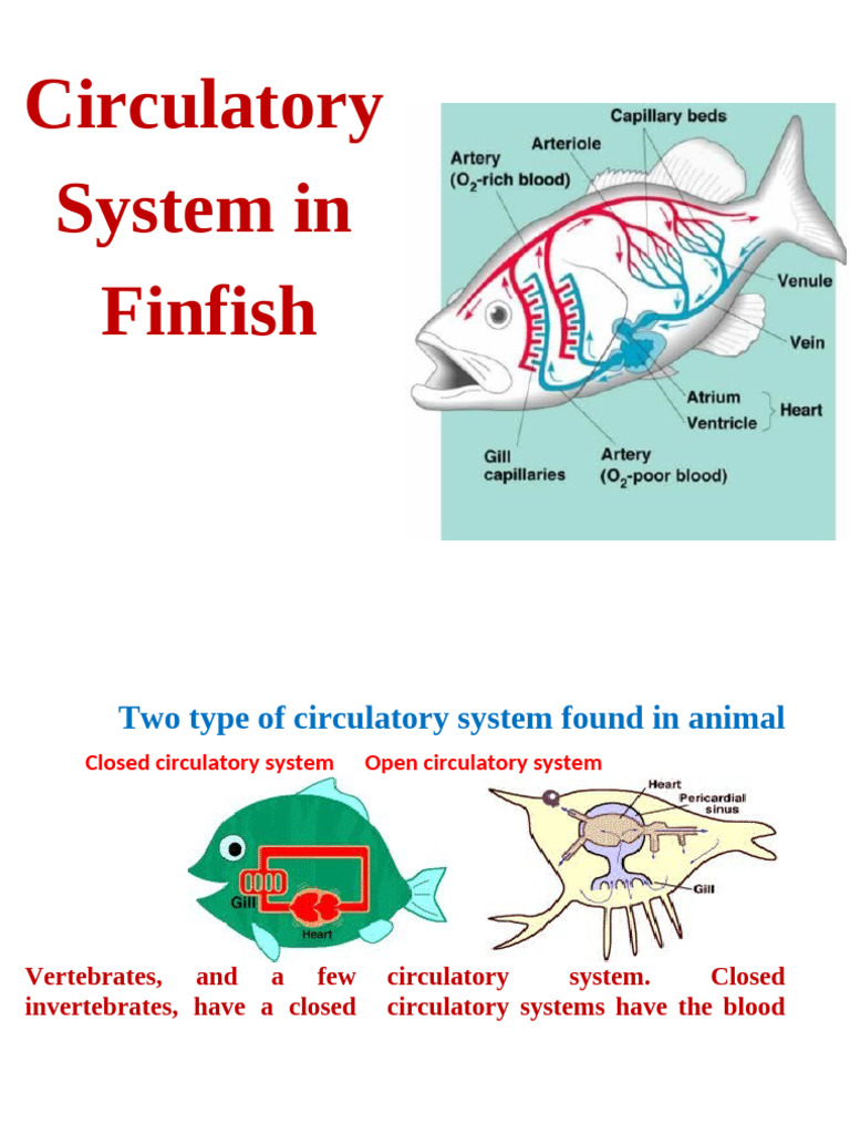 Circulatory System of Finfish Explained | PDF | Heart | Atrium (Heart)