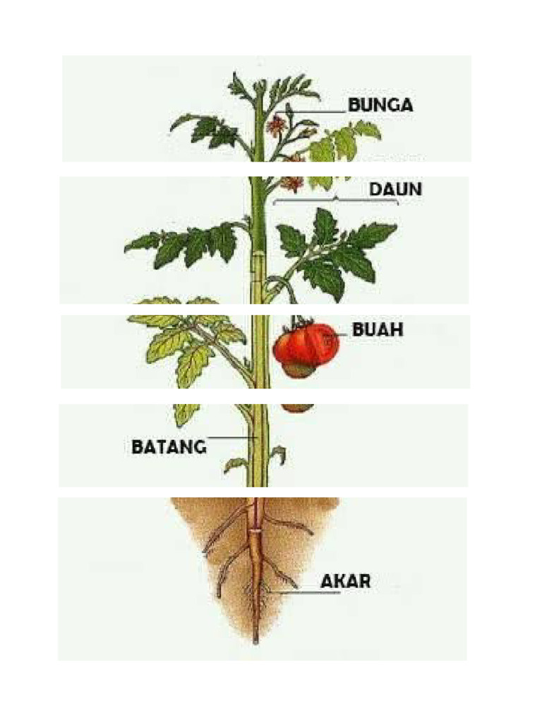 Struktur Dan Fungsi Tanaman | PDF