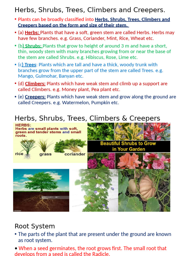 CH 9 SC Plants Structure and Functions | PDF | Leaf | Flowers