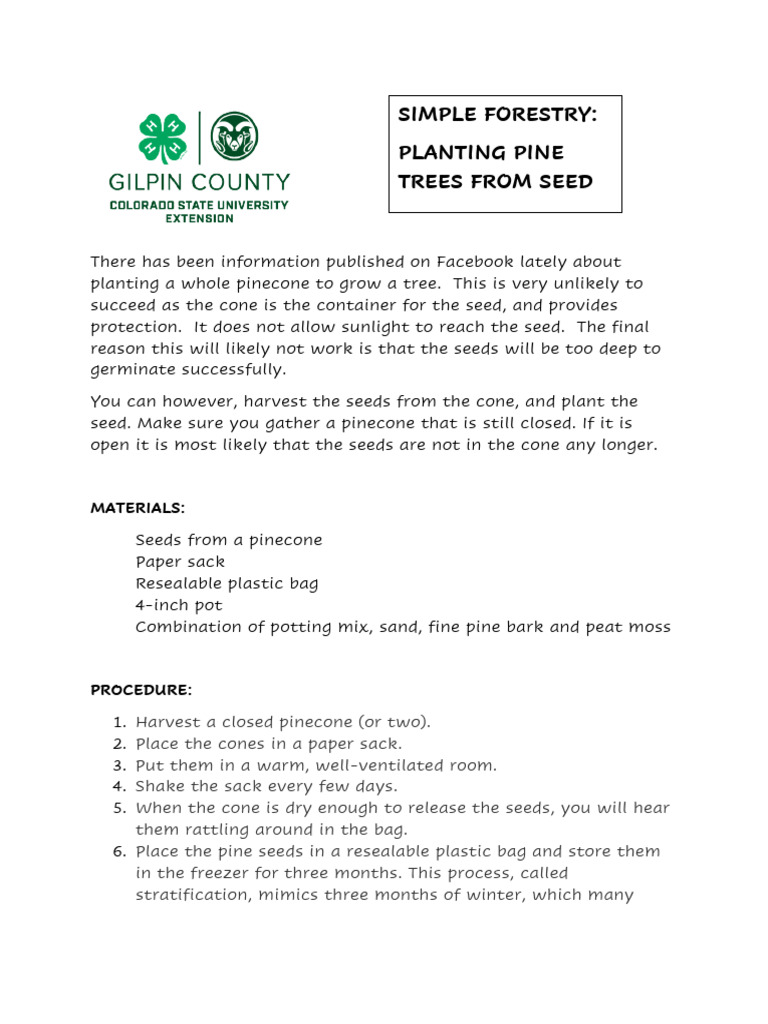 Planting A Pine Tree From Seed | PDF