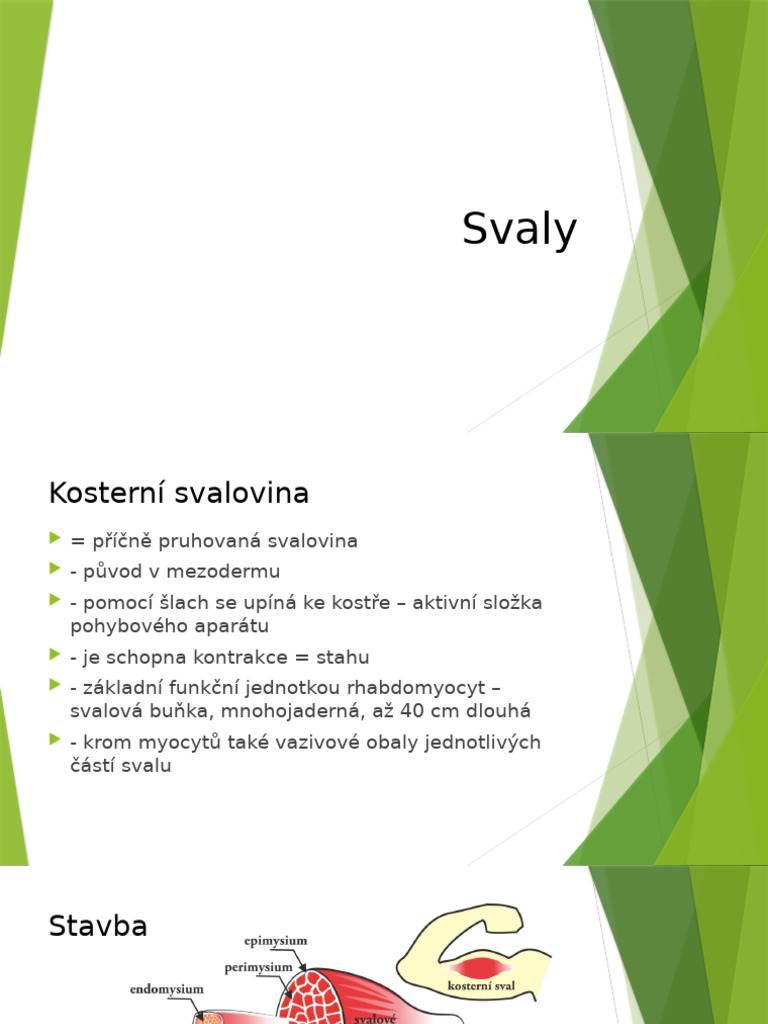 Svaly | PDF