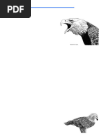 Bald Eagle | PDF