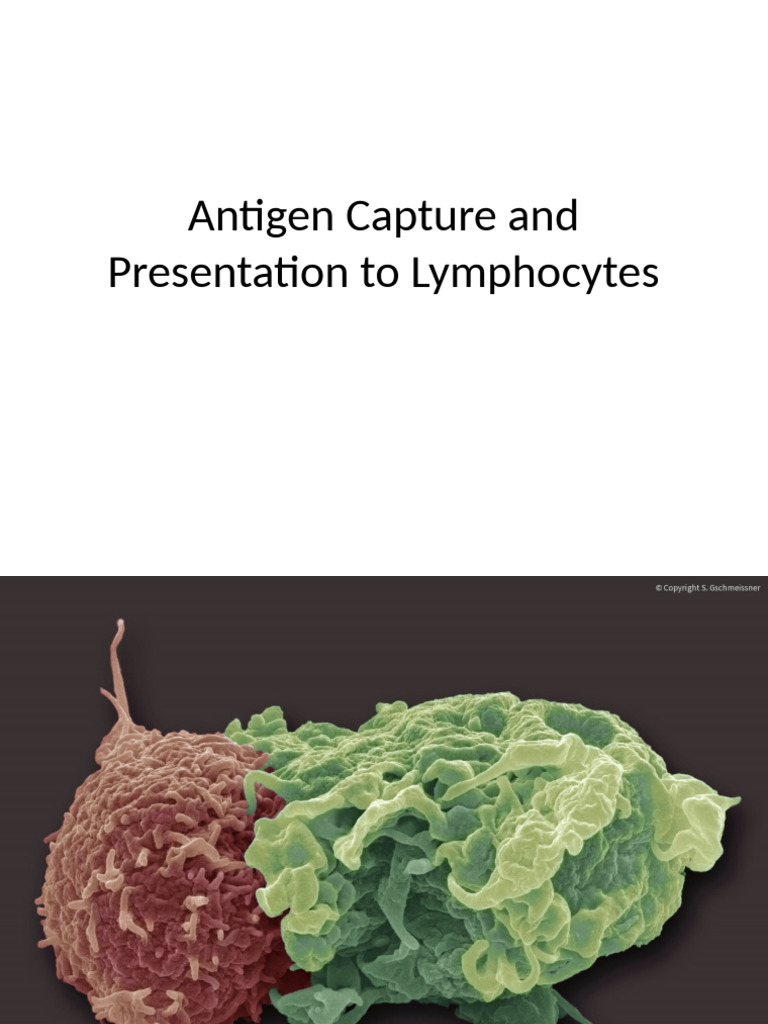 Antigen Capture and Presentation to Lymphocytes | PDF