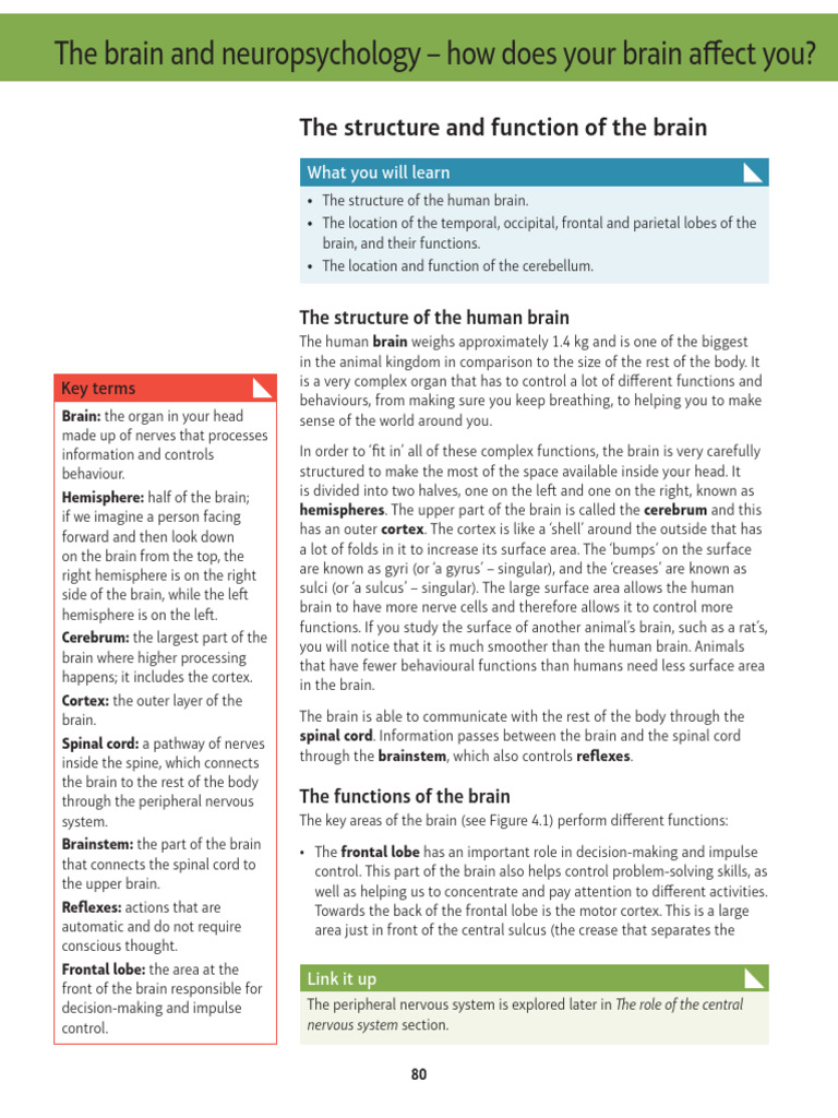 The Brain and Neuropsychology | PDF | Chemical Synapse | Nervous System