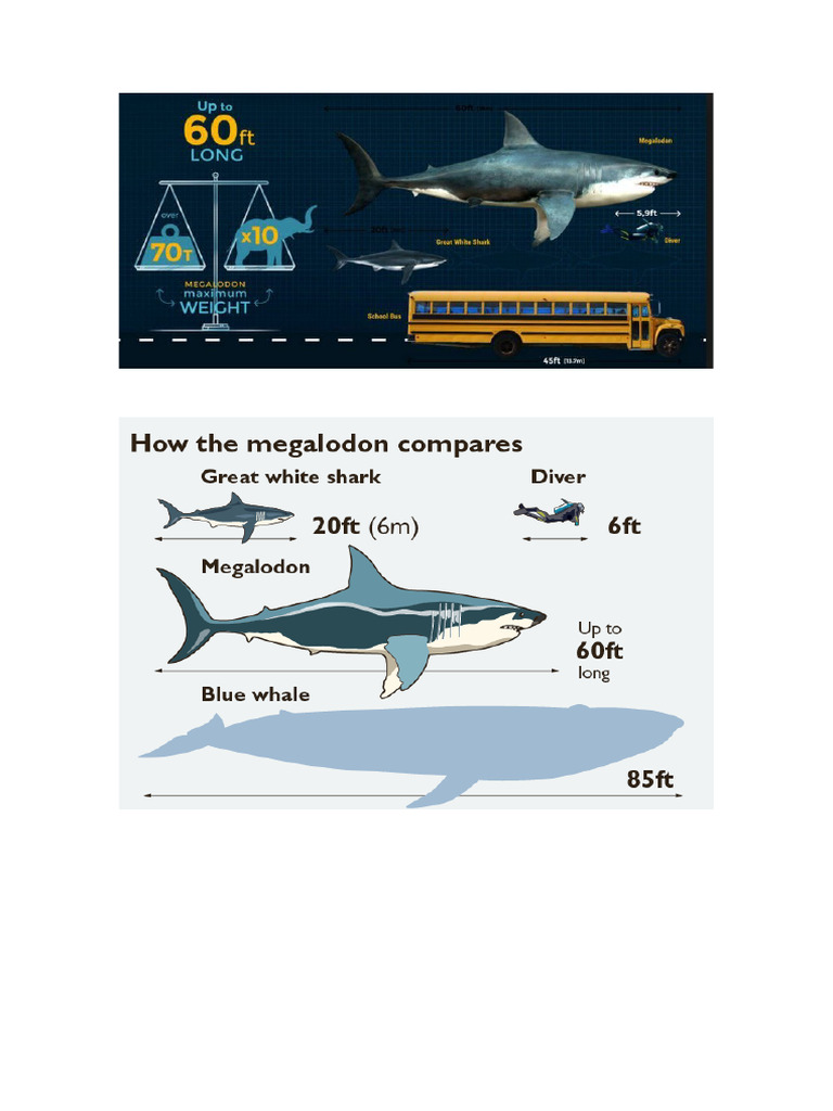Megalodon | PDF