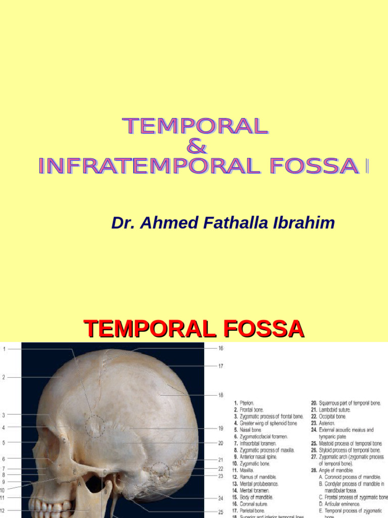 13 Temporal And Infratemporal Fossa I Pdf Musculoskeletal System Human Anatomy