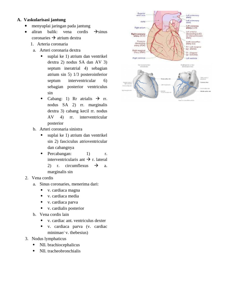 Vaskularisasi Jantung: Arteri dan Vena | PDF