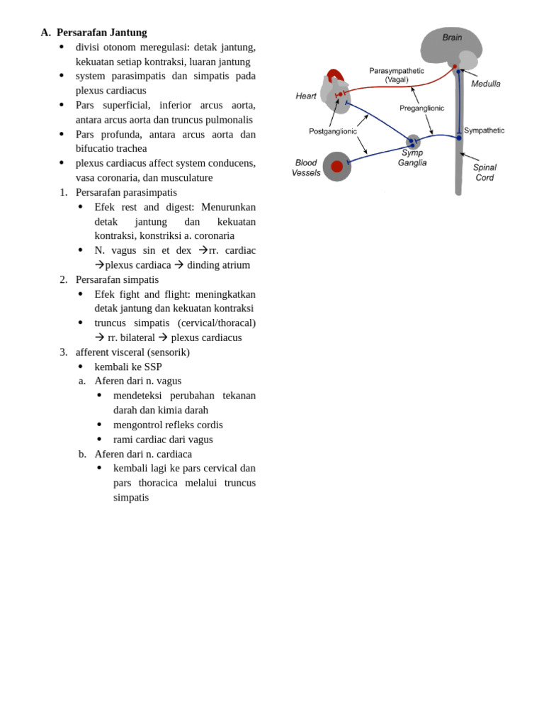 Persarafan Jantung: Simpatis dan Parasimpatis | PDF