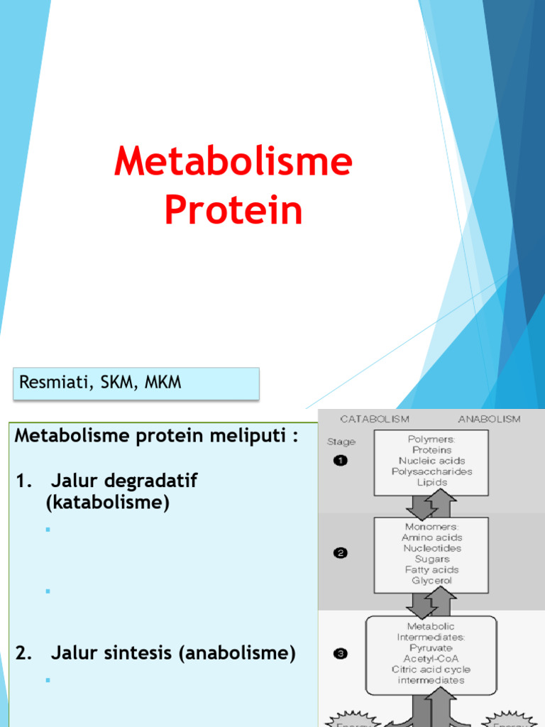 Metabolisme Protein 2024 | PDF