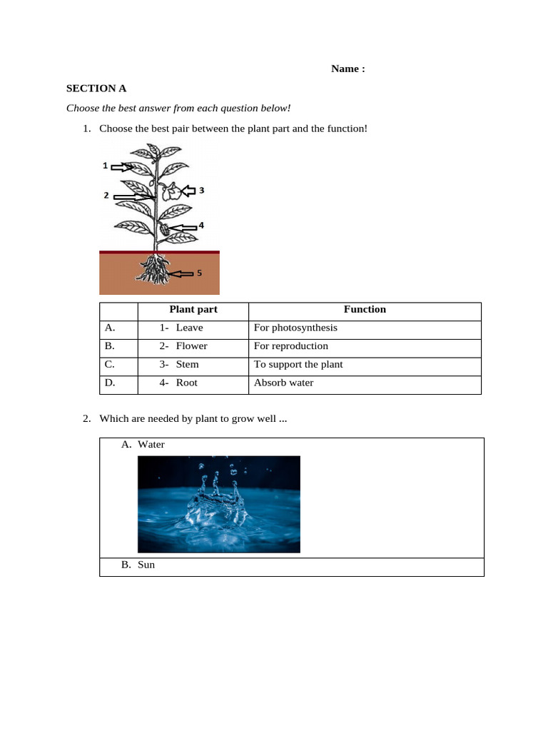 SCIENCE PRIMARY GRADE 3 FINAL EXAM 2020(1) | PDF | Plants