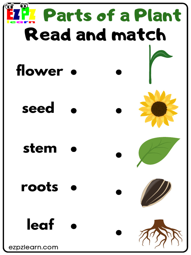 Parts of A Plant Read and Match | PDF