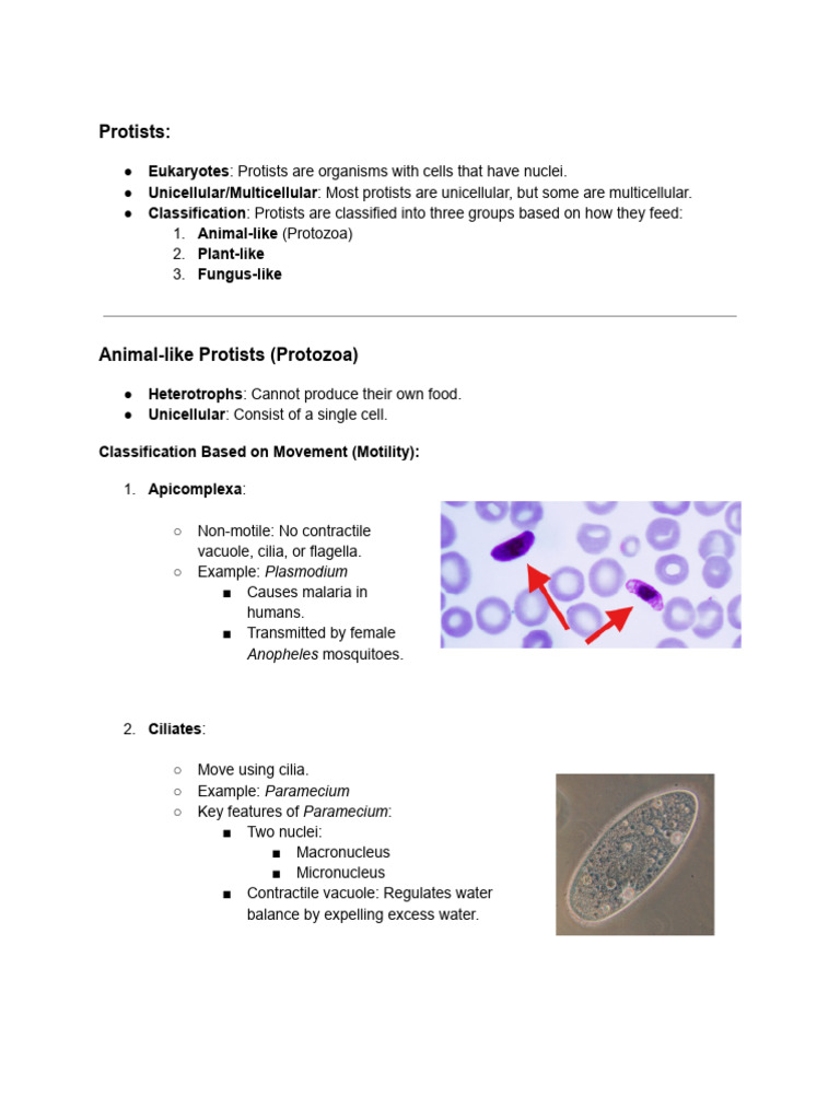 Protists and Fungi With Images-1 | PDF | Fungus | Protozoa