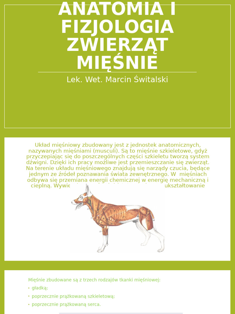 Anatomia Miesnie | PDF