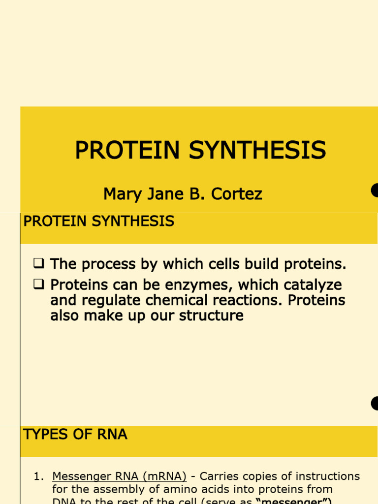 Protein Synthesis | PDF | Rna | Translation (Biology)