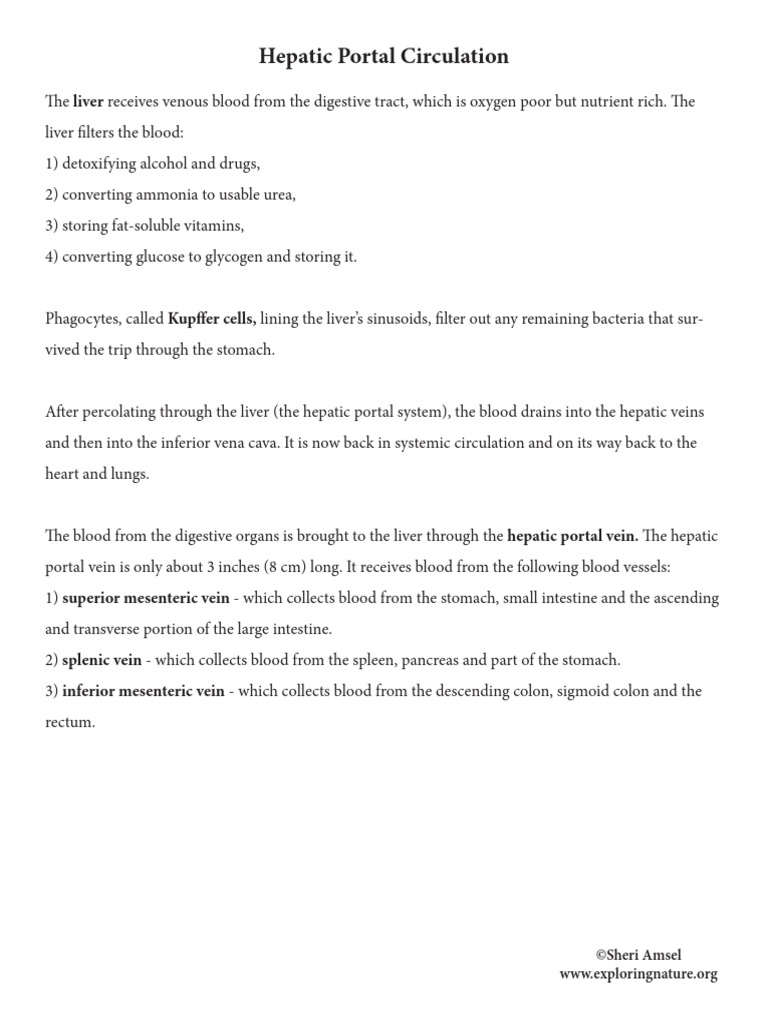 Hepatic Portal Circulation | PDF | Liver | Large Intestine
